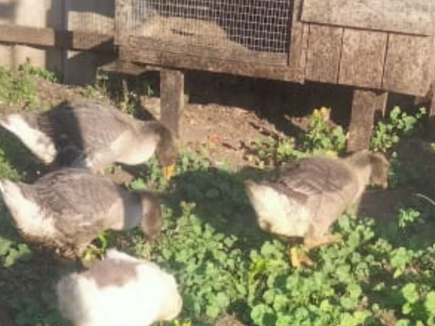 Гусята месячные