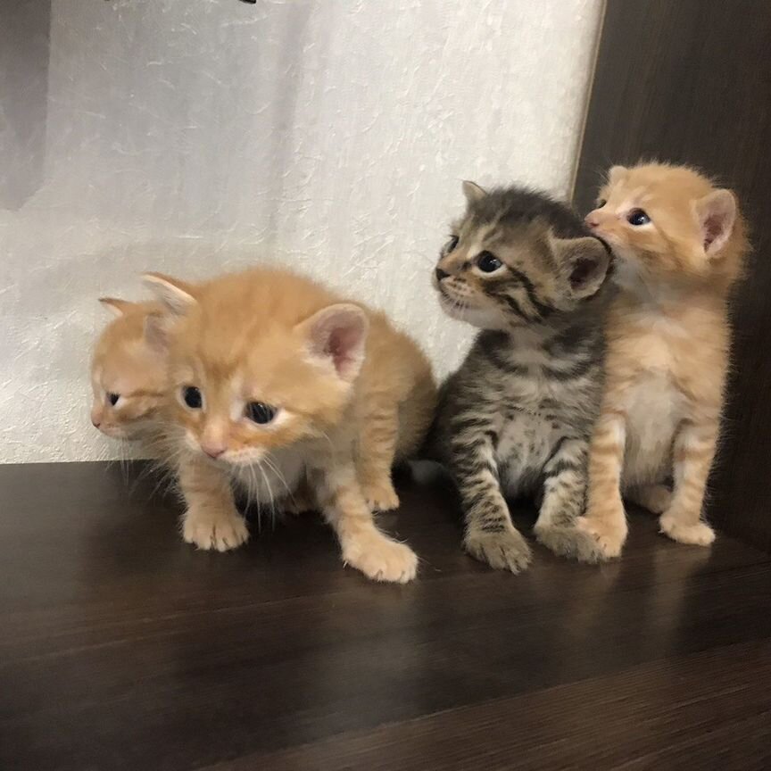 Котята ищут свой дом