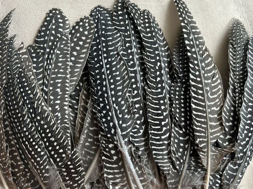 Перо цесарки