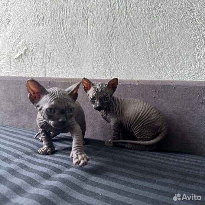 Котята сфинкс X бомбино