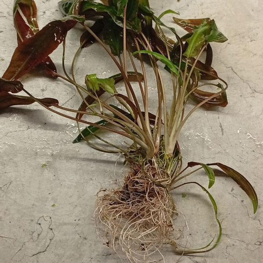 Аквариумное растение