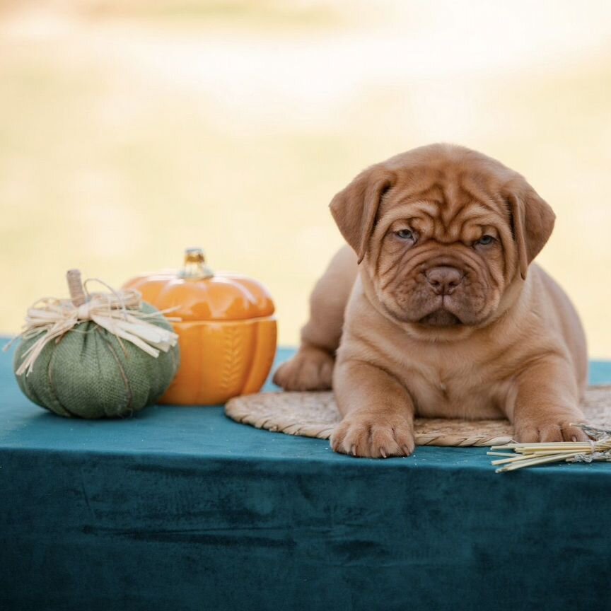 Мальчик бордоского дога