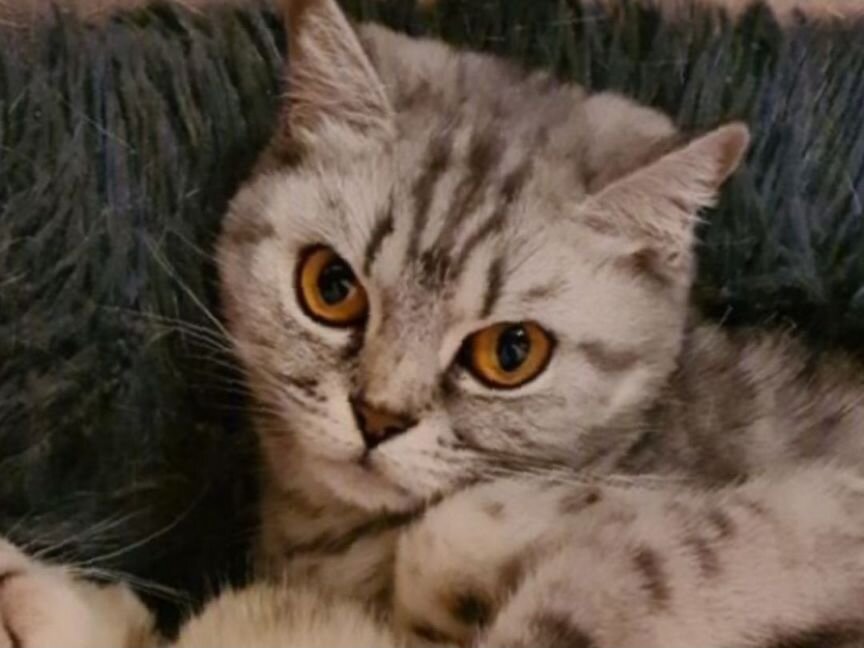 Кошечка Шанель в добрые ручки