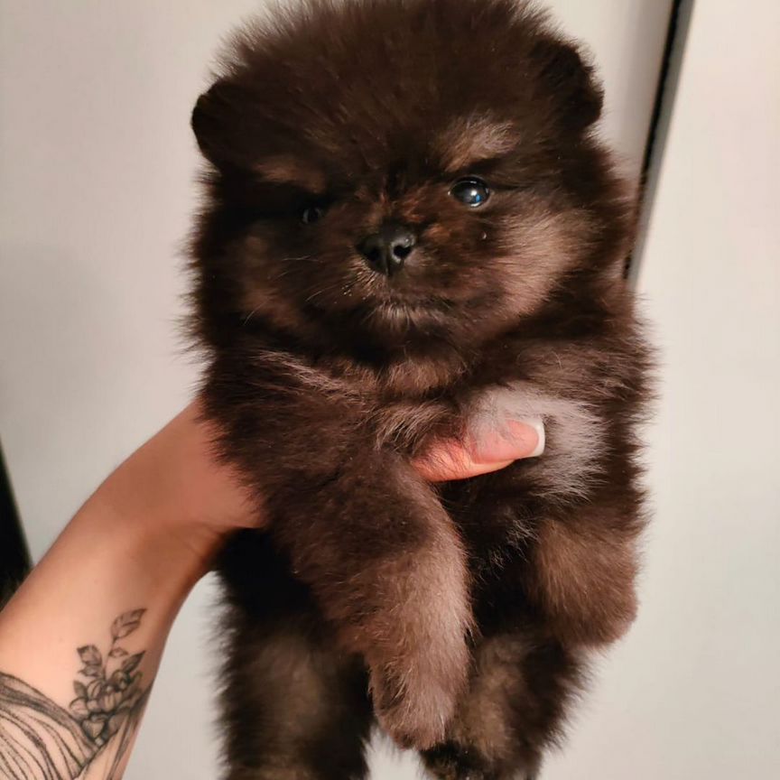 Померанский шпиц мини