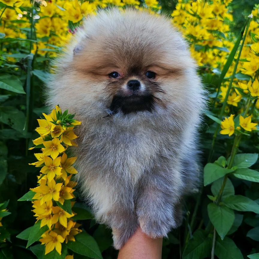Померанский шпиц, щенок