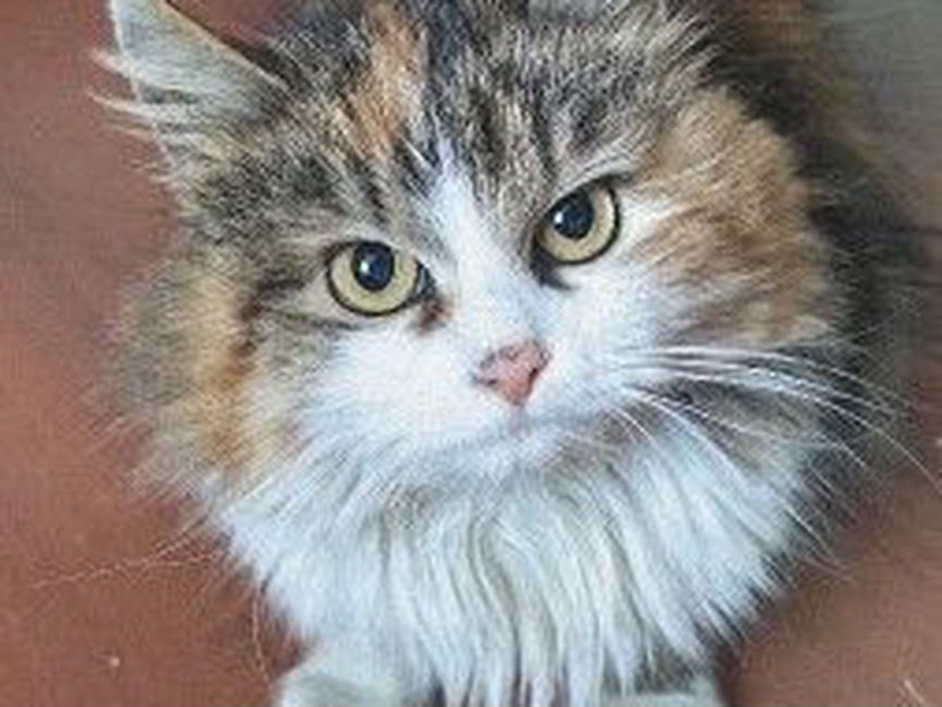Кошка в добрые руки