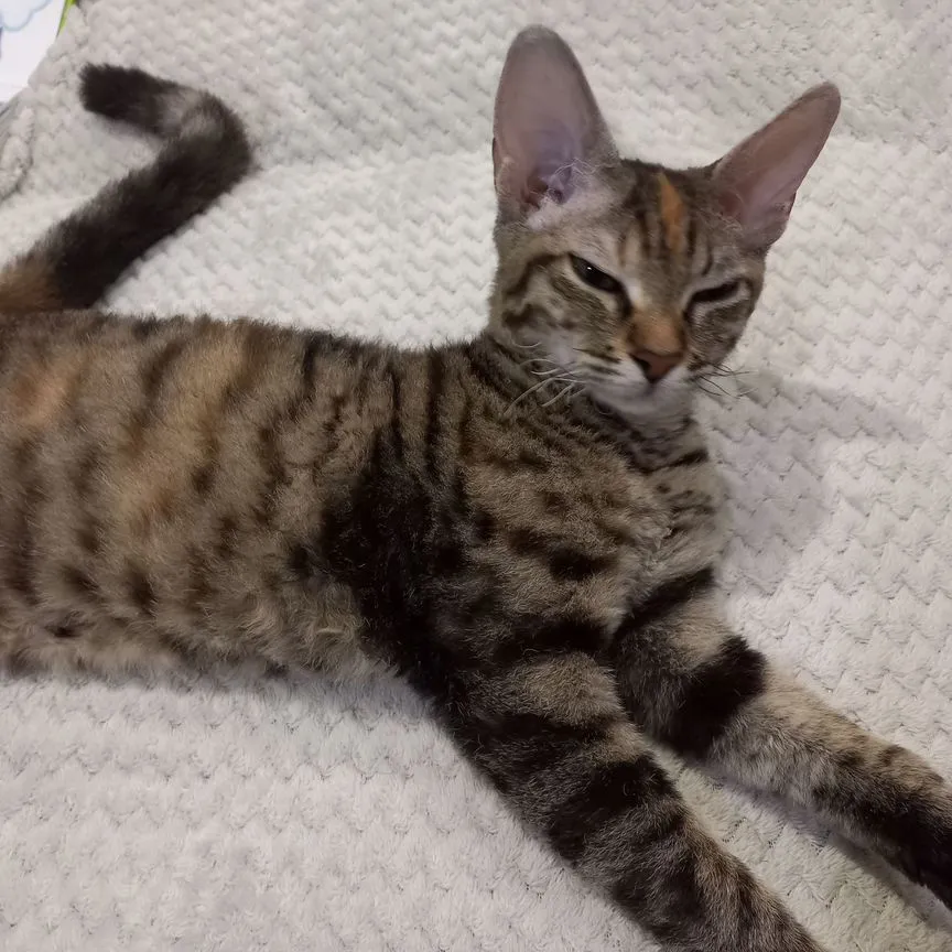 Сфинкс браш котенок