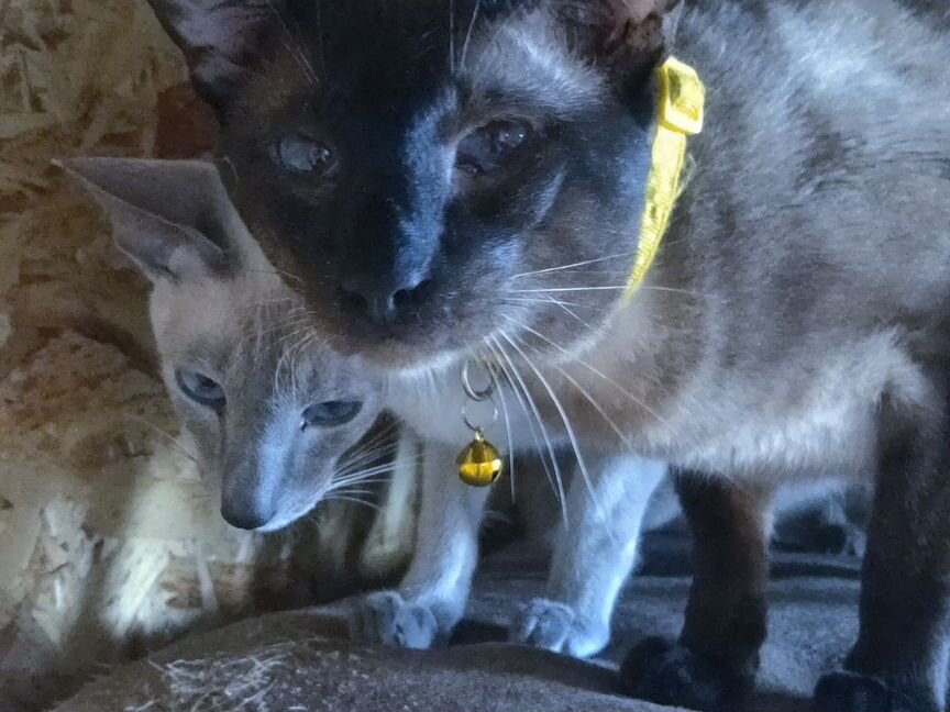 Ориентальная