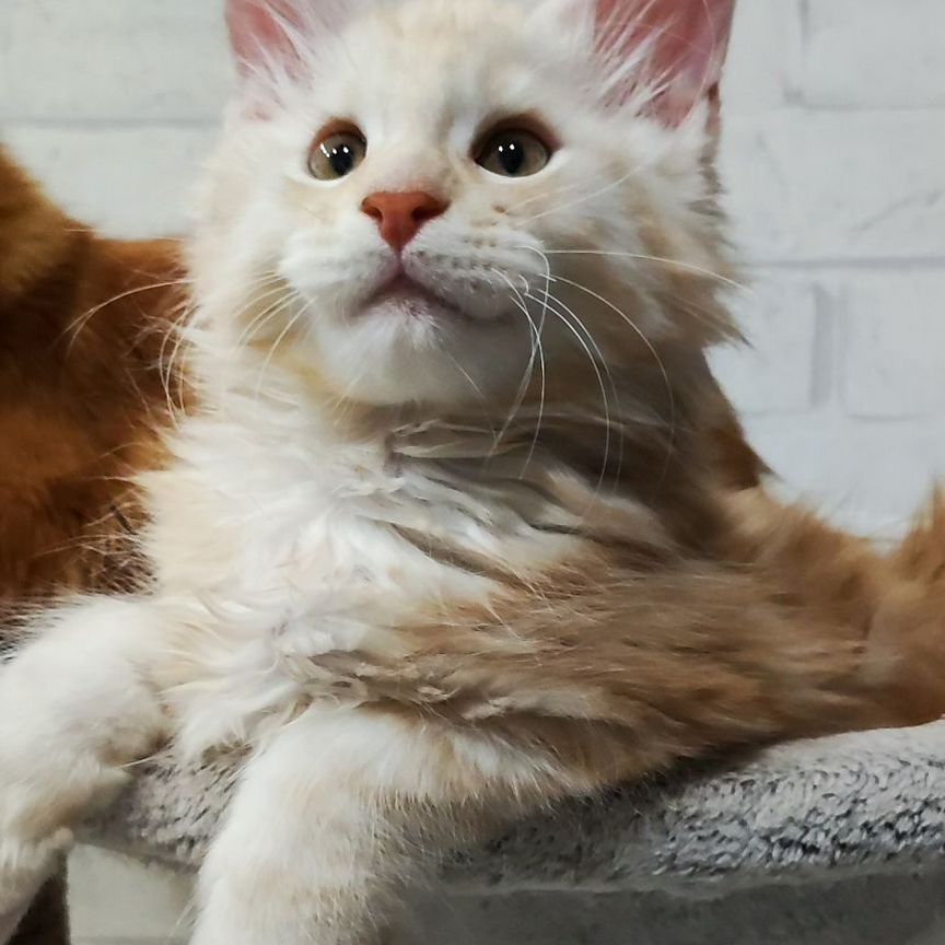 Котята мейн-кун из питомника