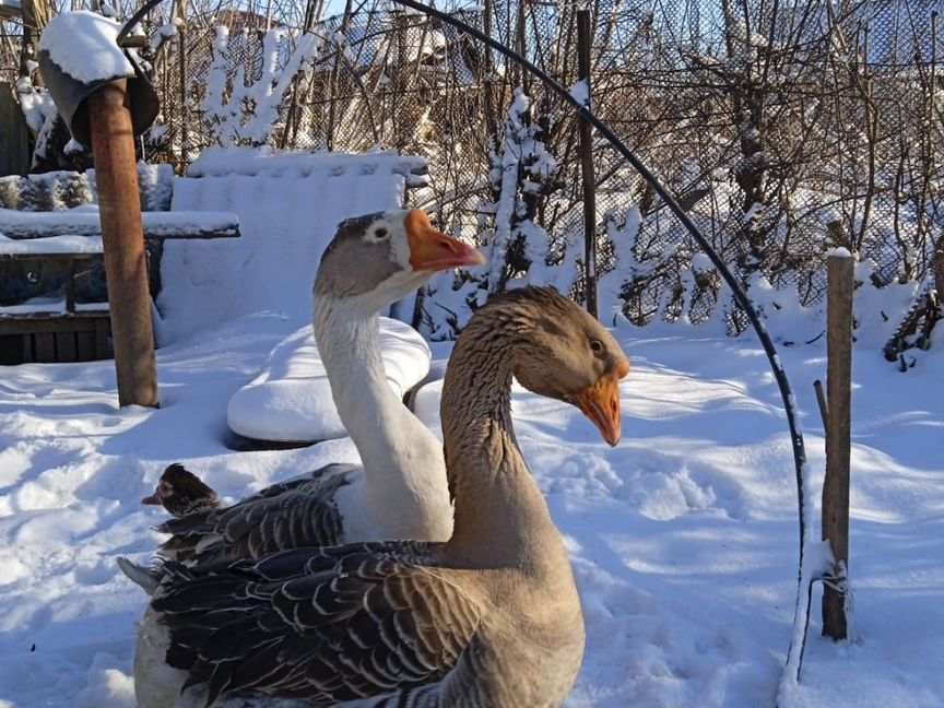 Гуси холмагоры