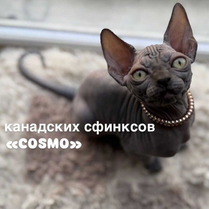 Канадский сфинкс котенок