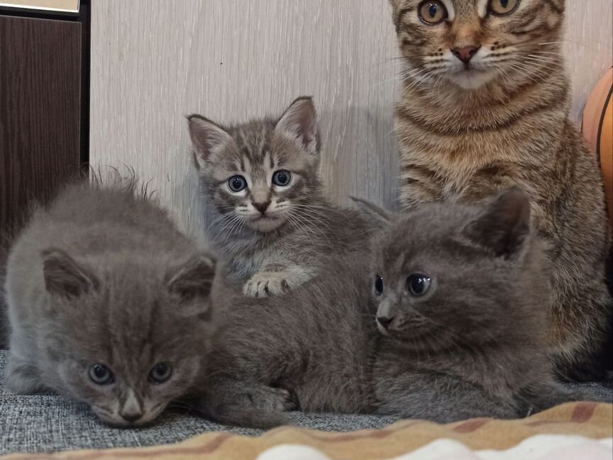 Котята в добрые руки