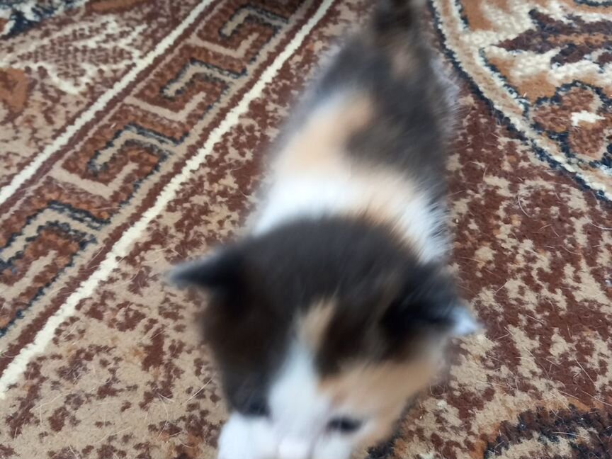 Отдам в добрые руки кошечку