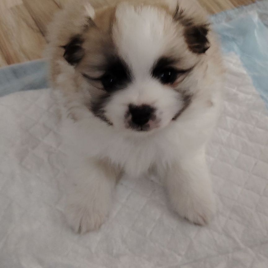 Щенки шпица