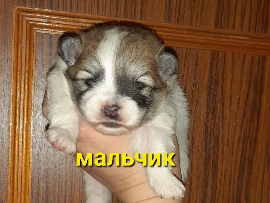 Щенки (описание)