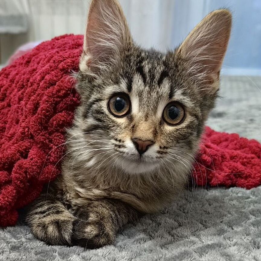 Котёнок в добрые руки