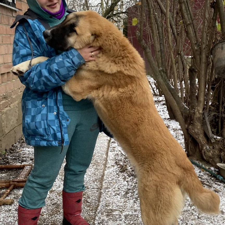 Щенок алабая девочка