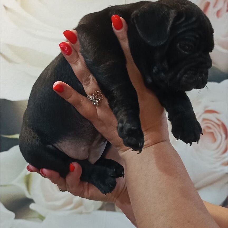 Щенок французского бульдога