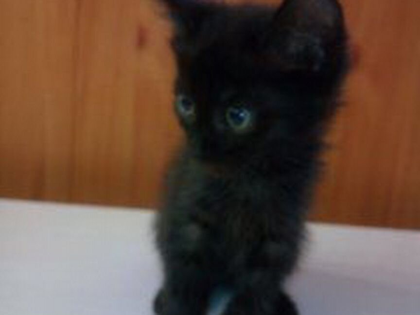 Котята 2,5месяца, ждут хозяев,к латку приучены