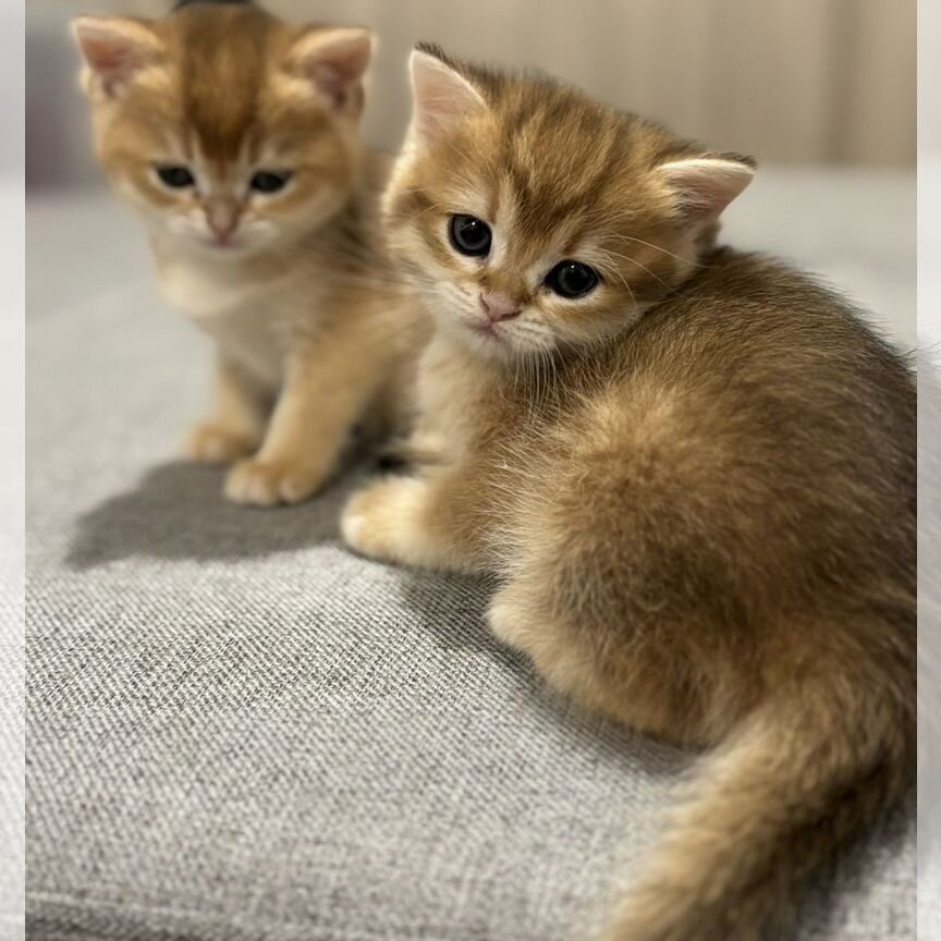 Британский короткошёрстный котёнок