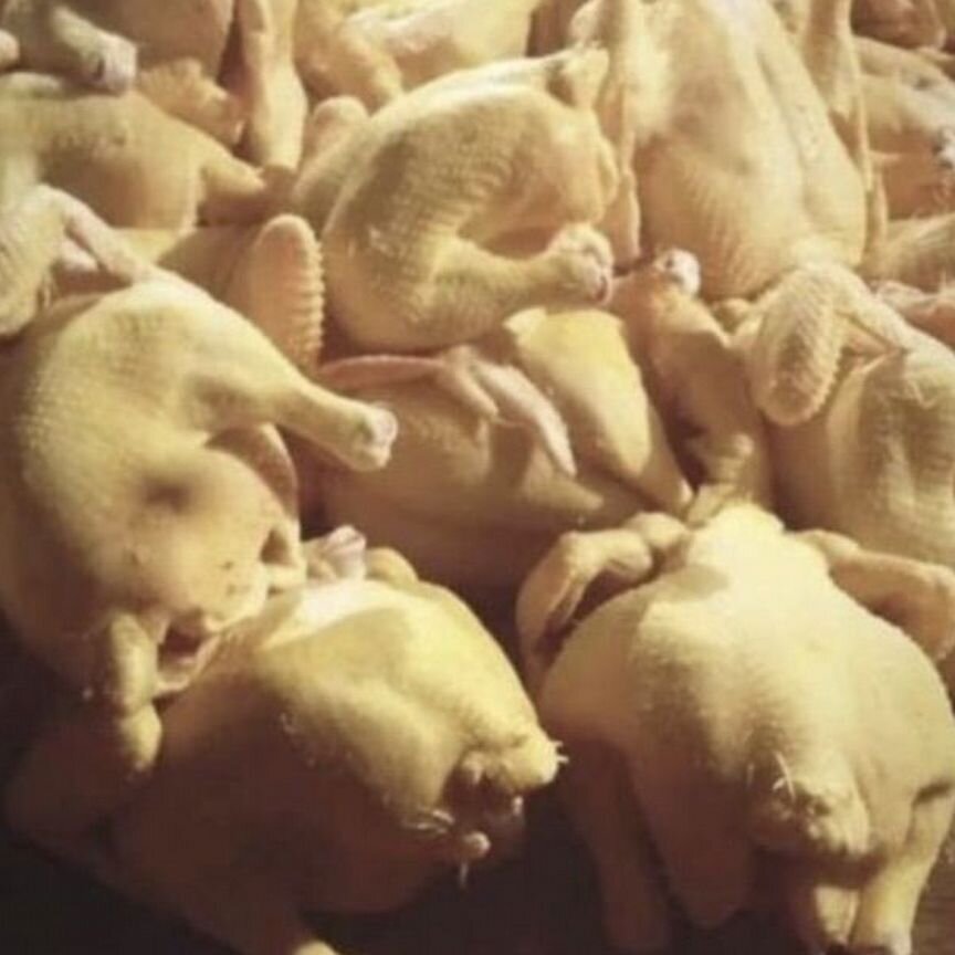 Куры бройлеры