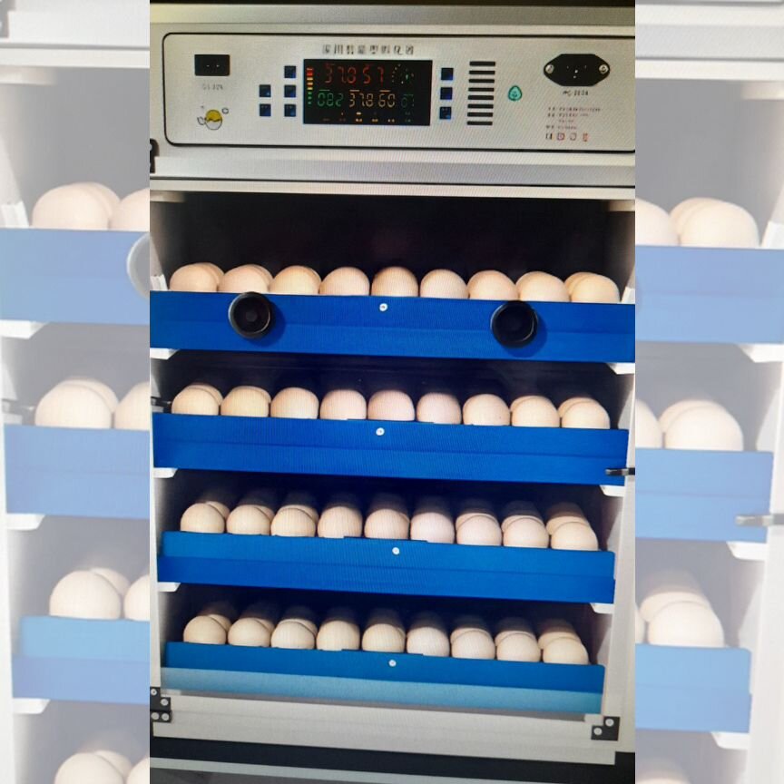 Услуги икубации яйца