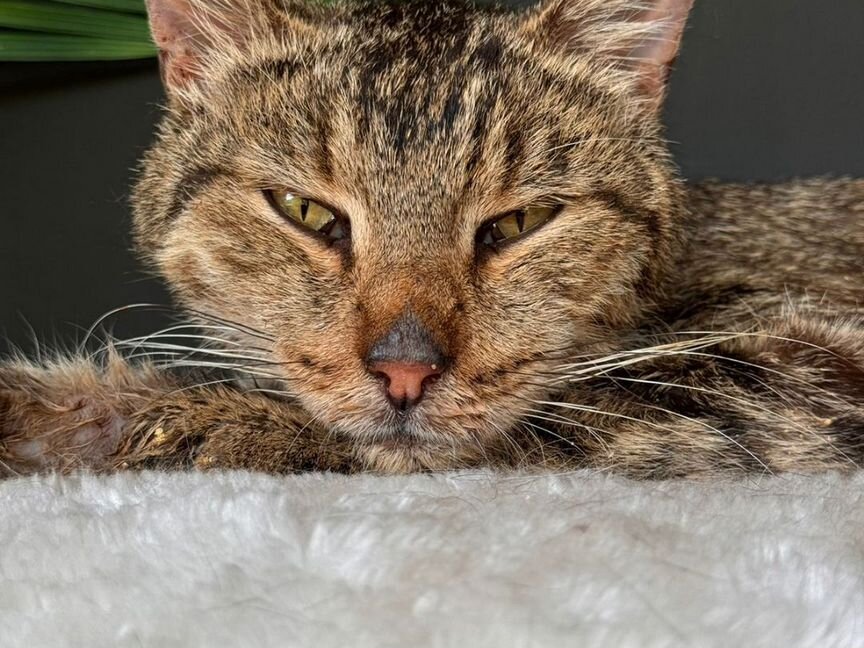 Кот в добрые руки