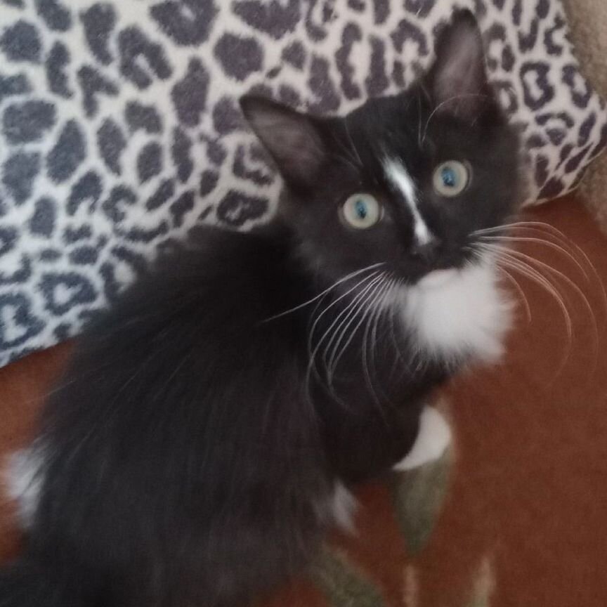 Пристраивается котенок