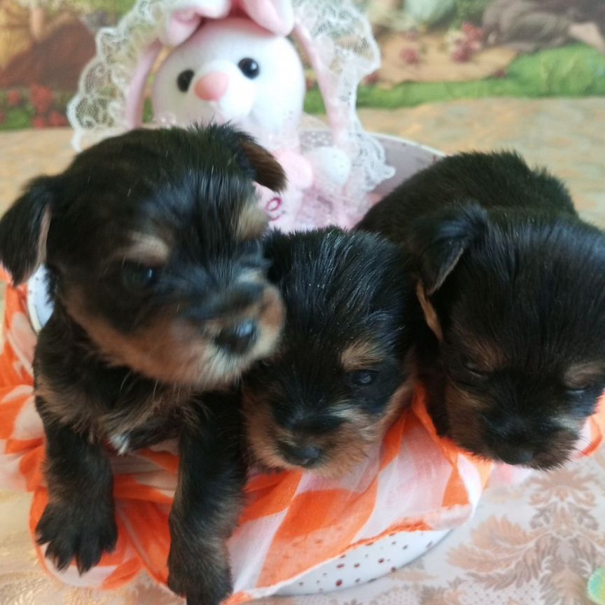 Йоркширский терьер, щенок