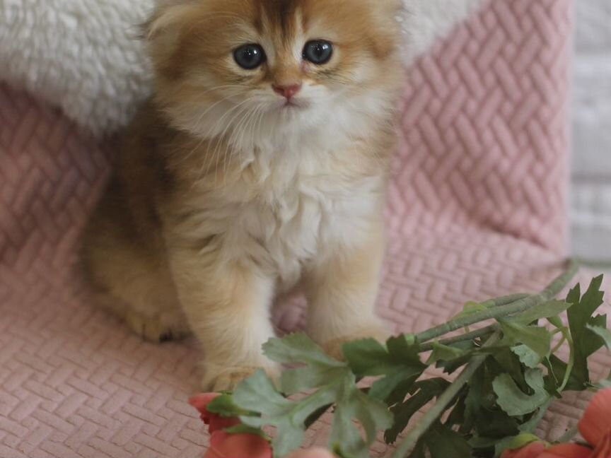 Кошки породистые