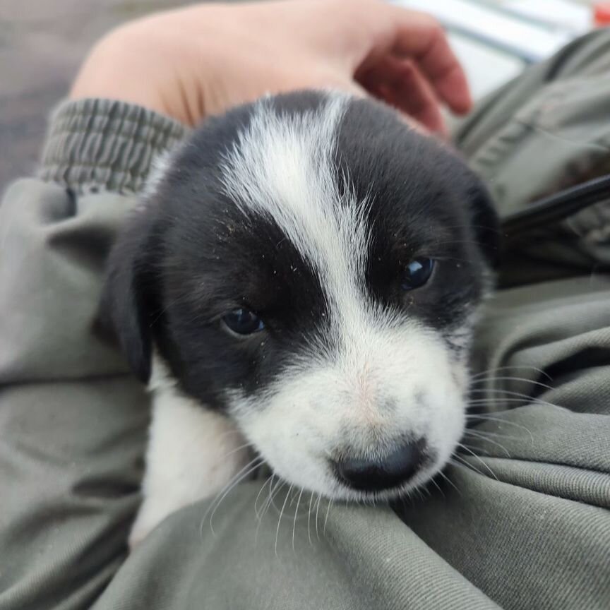 Отдам щенков бесплатно в хорошие руки