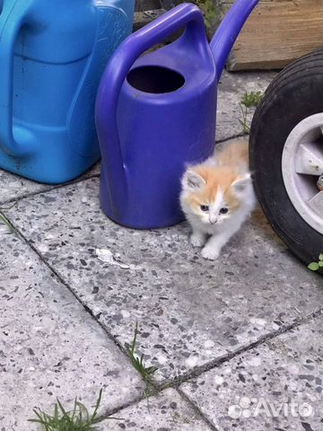 Котенок мальчик и девочка