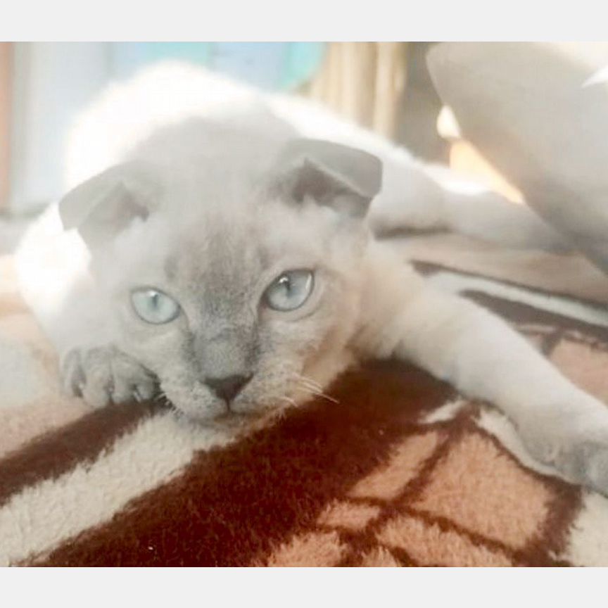 Кошечка сфинкс браш