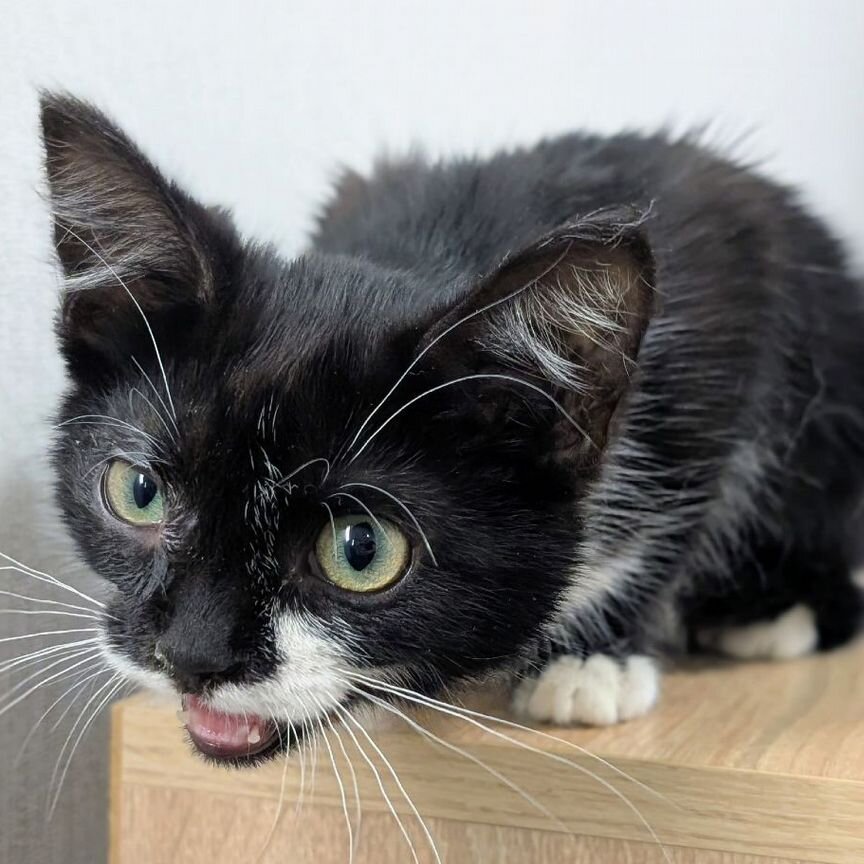 Котёнок в добрые руки