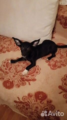 Чапочка 5 мес ищет дом