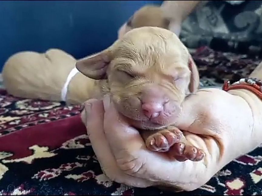 Щенки Венгерская Выжла РКФ