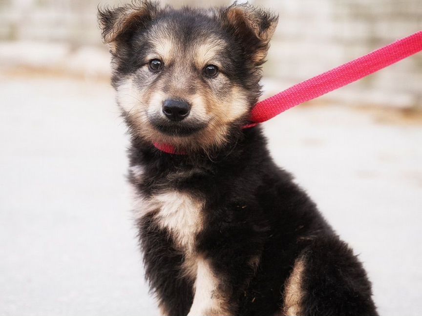 Щенок в добрые руки