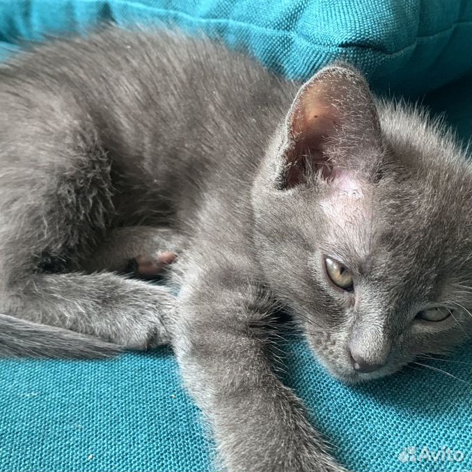 Серенький котенок, голубогоазый, бесплатно