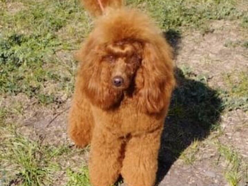 Пудель вязка