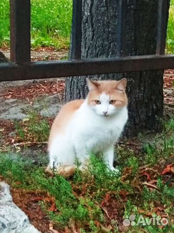 Домашний котик стал бездомным
