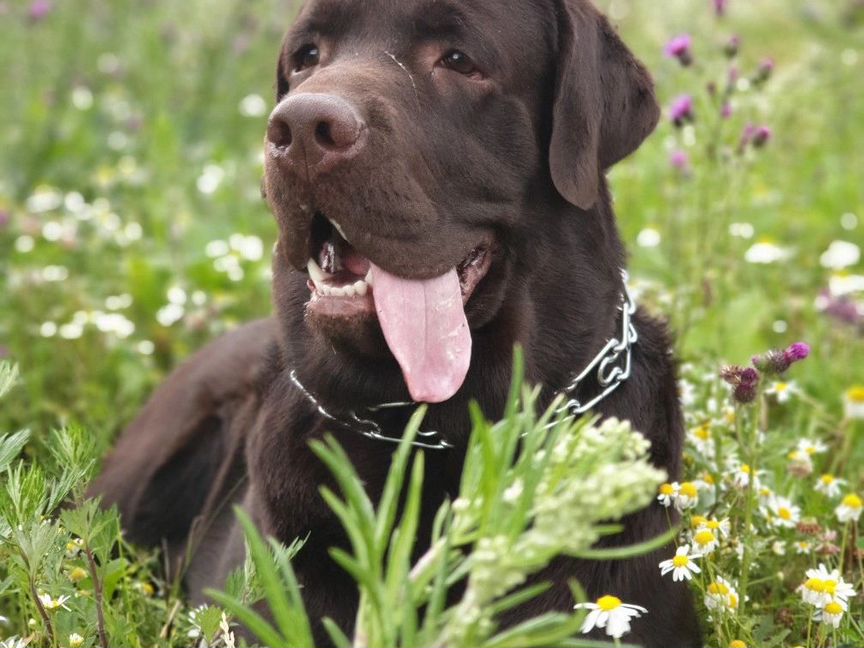 Кобель лабрадора вязка