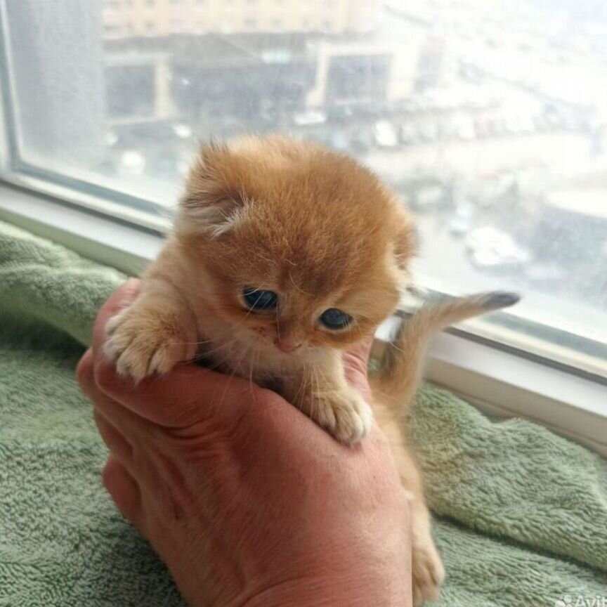 Котята золотая шиншилла