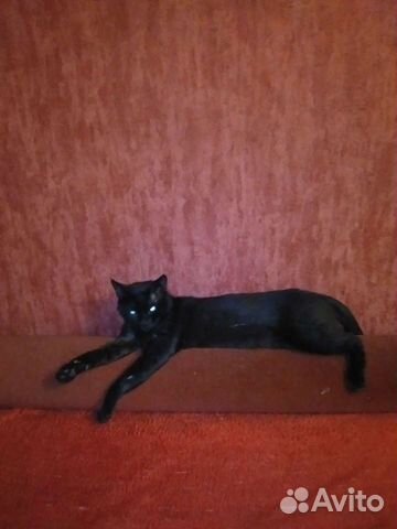 Черный котейка