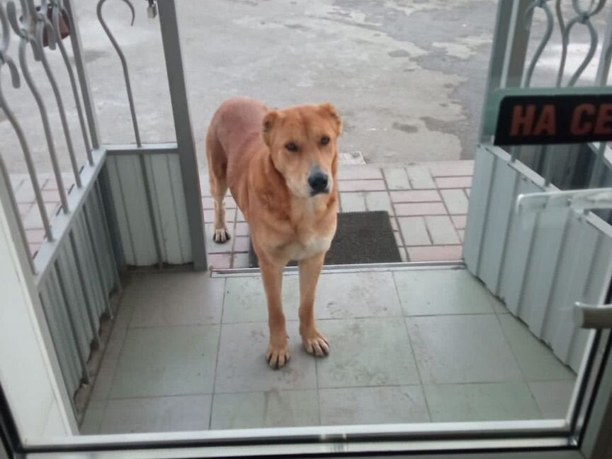 Потеряшка Алабай