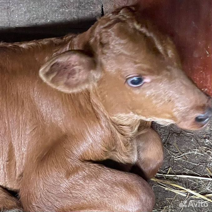 Продам телёнка