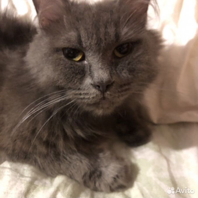 Котята нибелунг