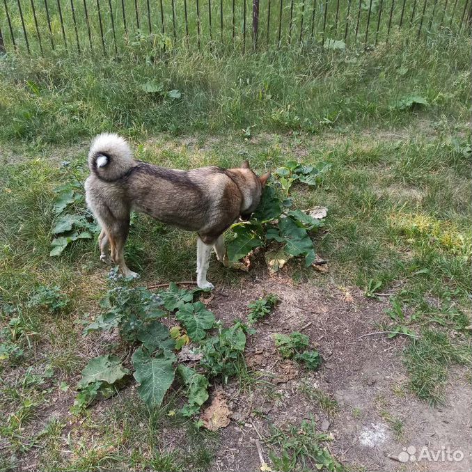 Найдена собака лайка