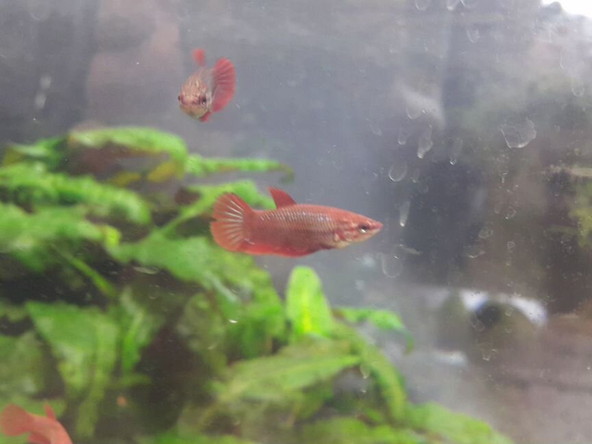 Подарю рыбок самочек петушка