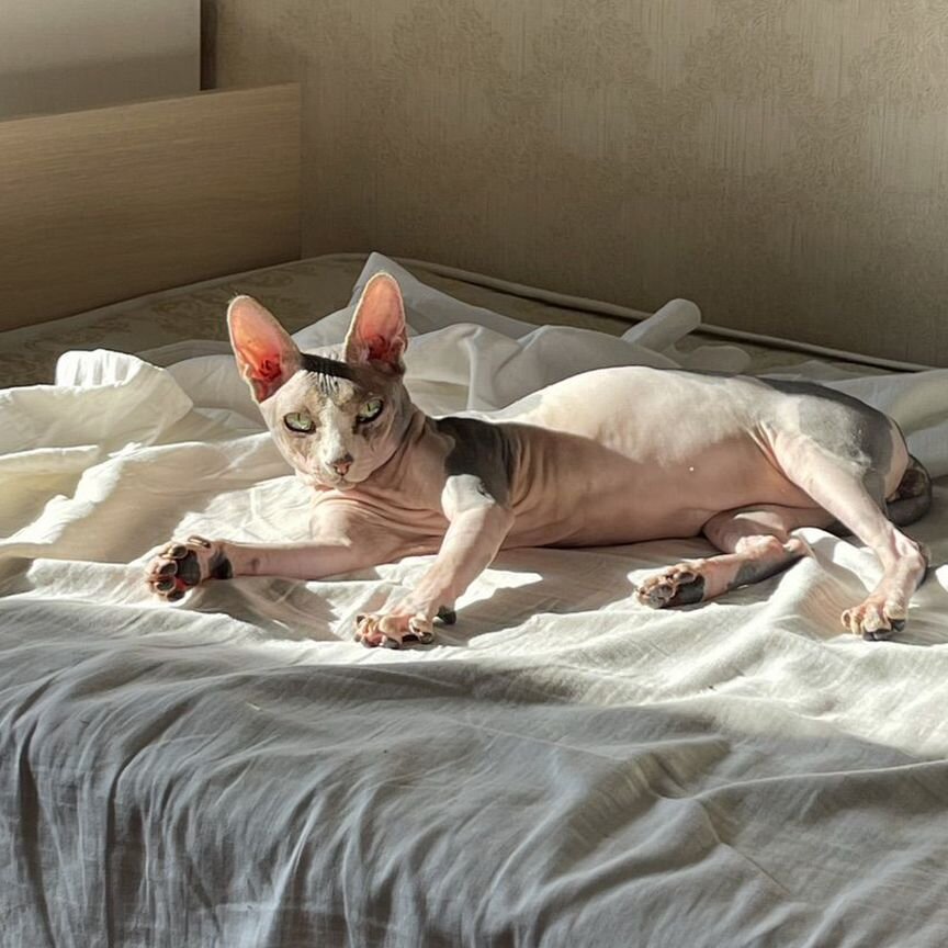 Канадский сфинкс, взрослый кот