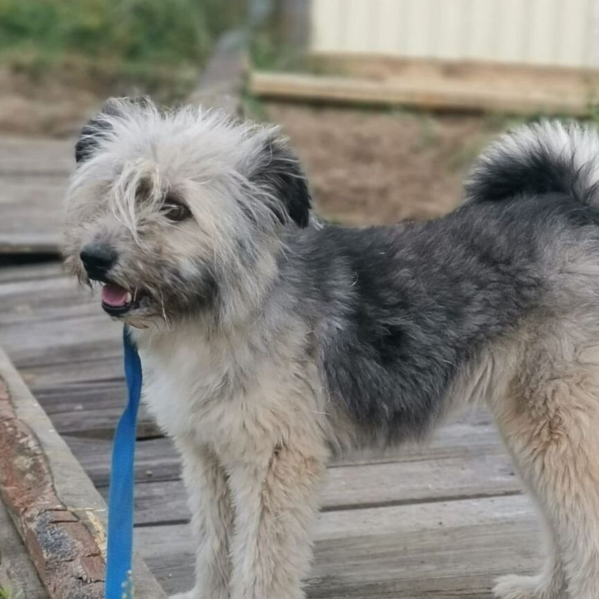 Обаятельная терьеристая Глаша хочет понравиться